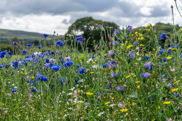 Traditional May Day Customs and the Celtic Festival of Bealtaine ...