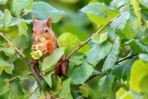 Celtic Hazel and Harvest Traditions in August - Rings from Ireland
