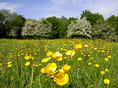 May Day – The Celtic Festival of Bealtaine - Rings from Ireland